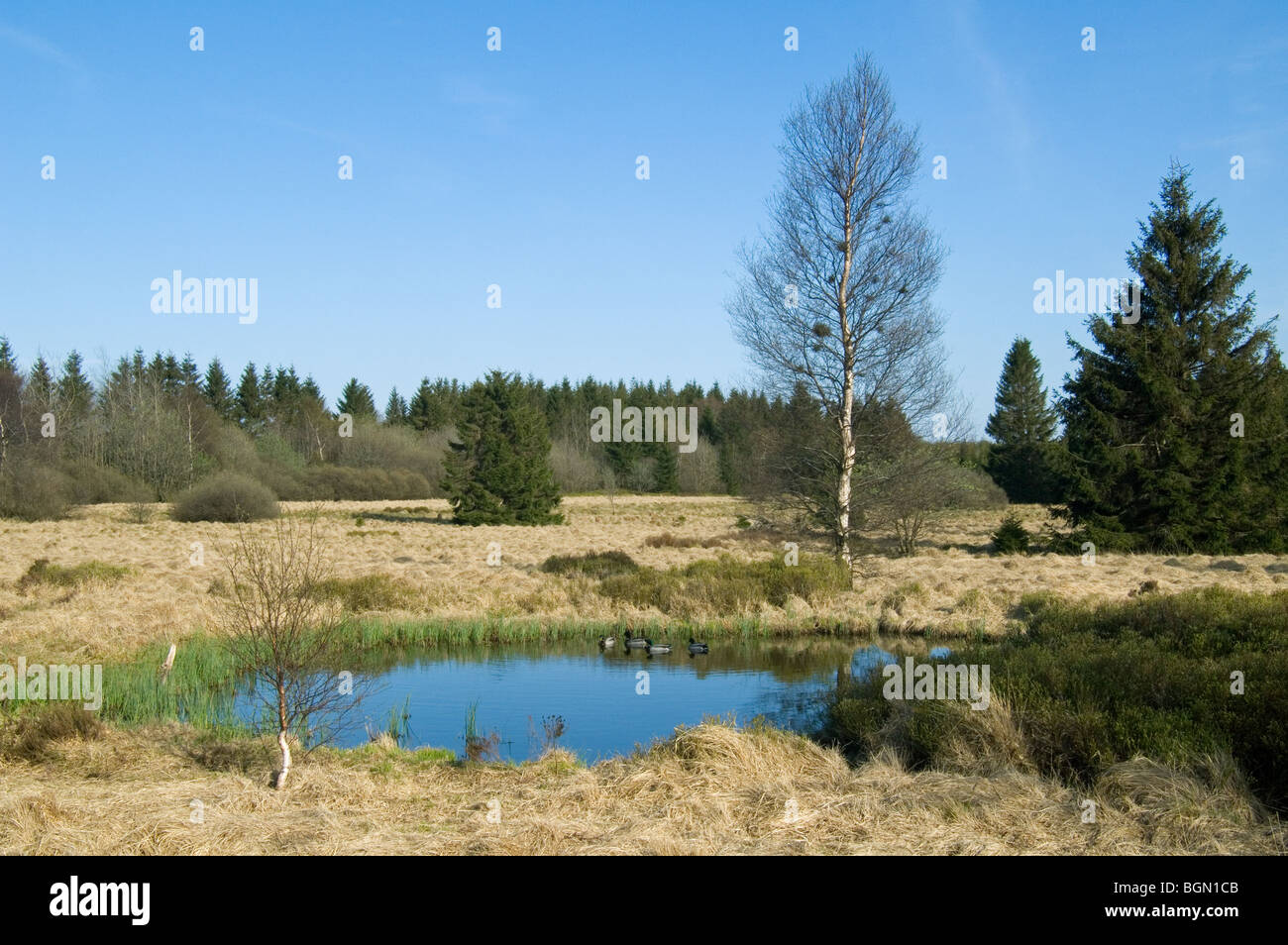 Mallards / wild ducks (Anas platyrhynchos) swimming in pond / palsa on ...