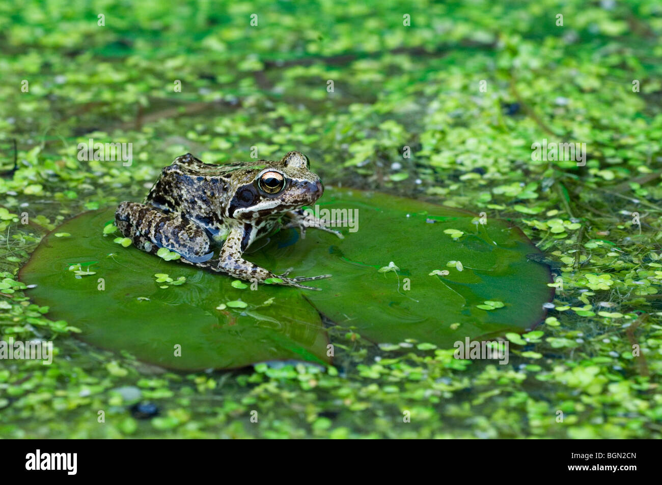 European common brown frog (Rana temporaria) sitting on water lily pad ...