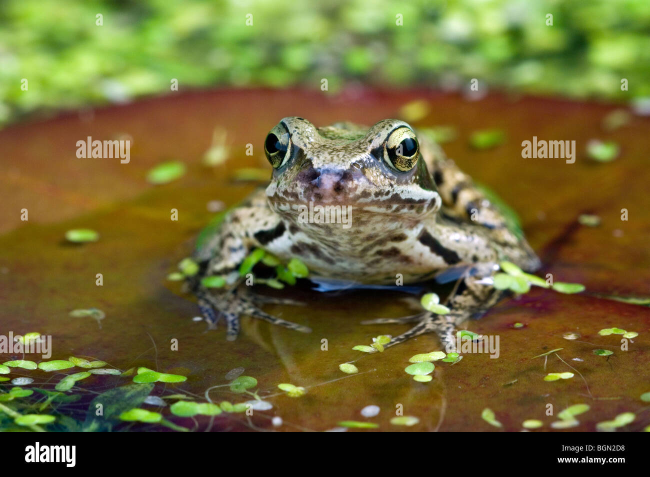 European common brown frog (Rana temporaria) sitting on water lily pad ...