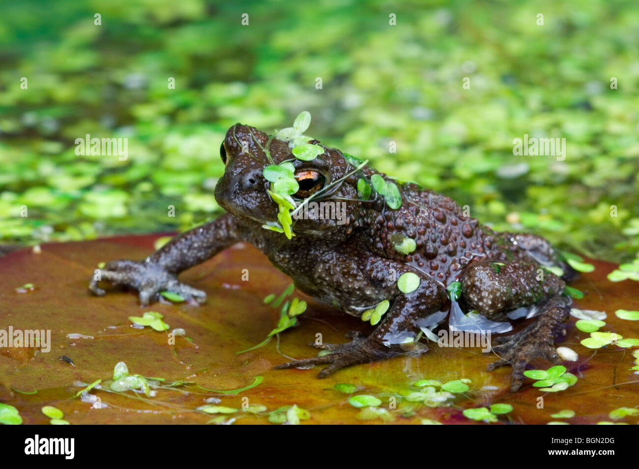 Juvenile toad hi-res stock photography and images - Alamy