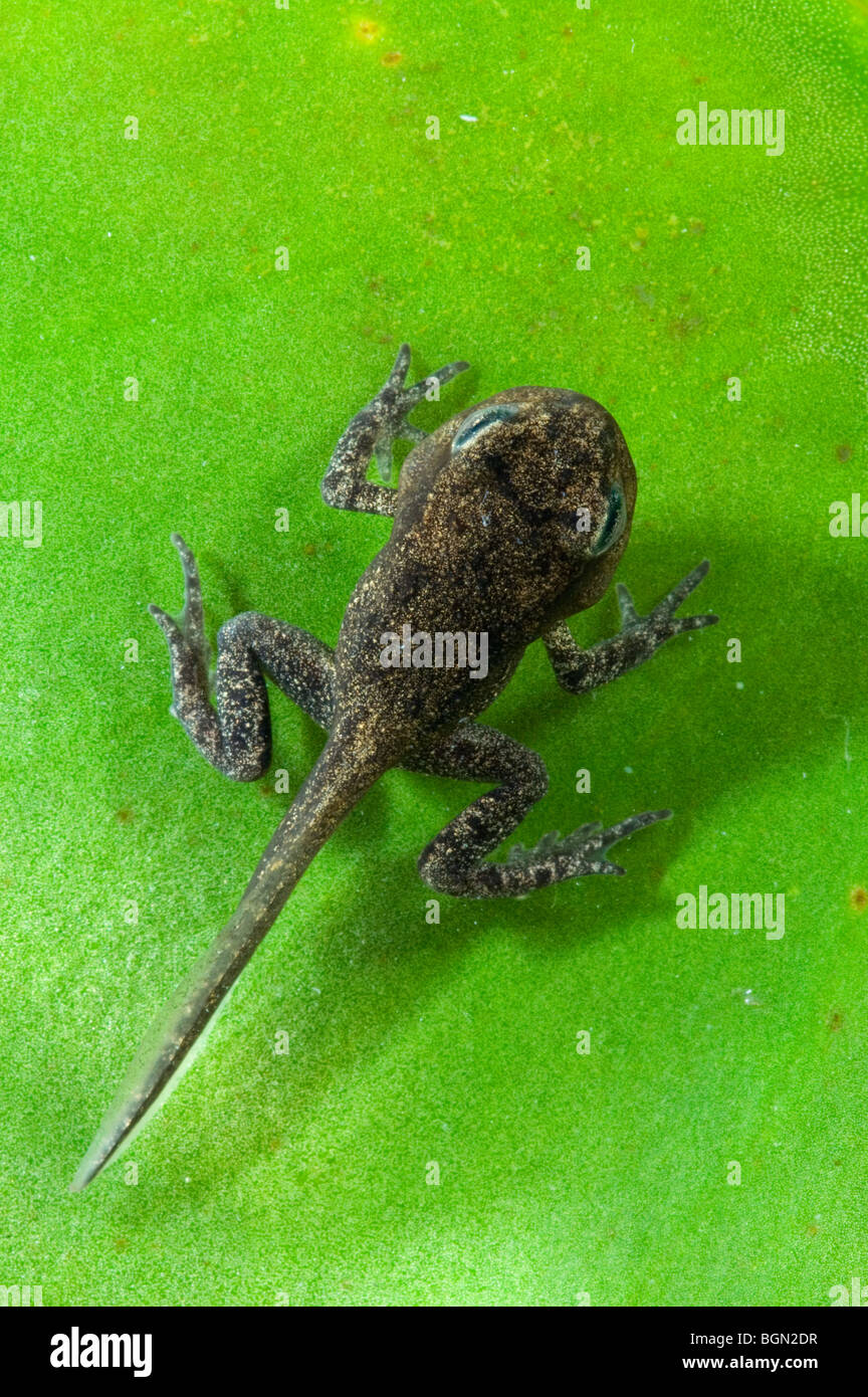 Froglets uk hi-res stock photography and images - Alamy