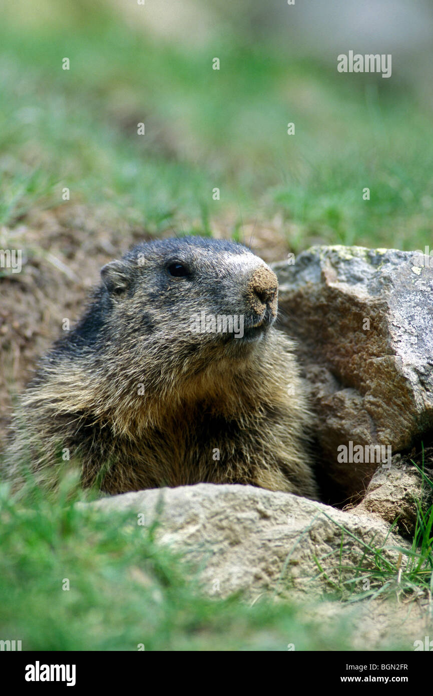Alpine marmot (Marmota marmota) sitting in entrance of burrow, Gran ...
