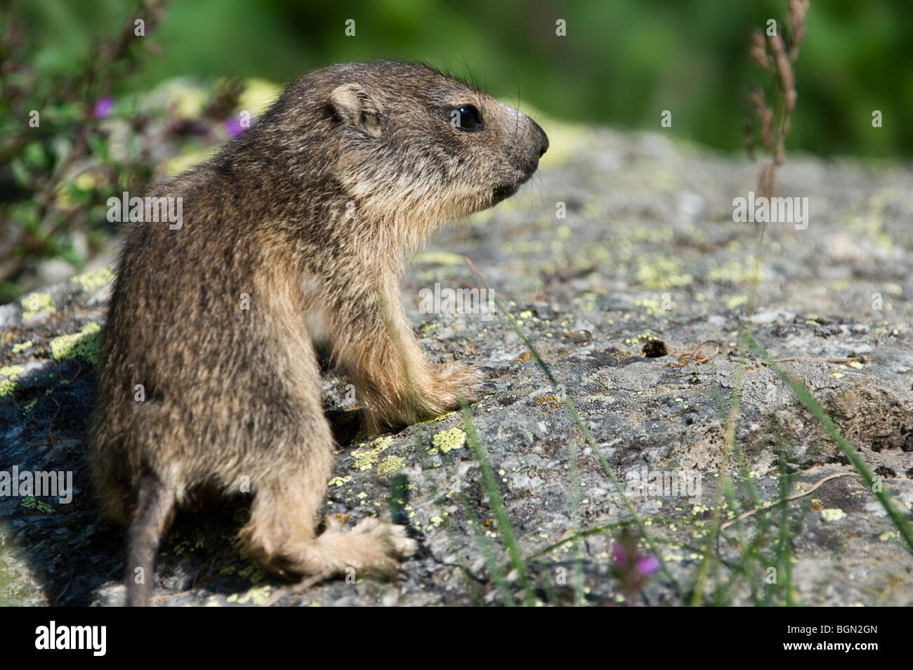 Baby Marmot