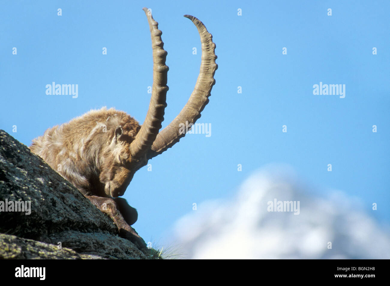 Alpine ibex male (Capra ibex) resting on rock in the mountains of the ...