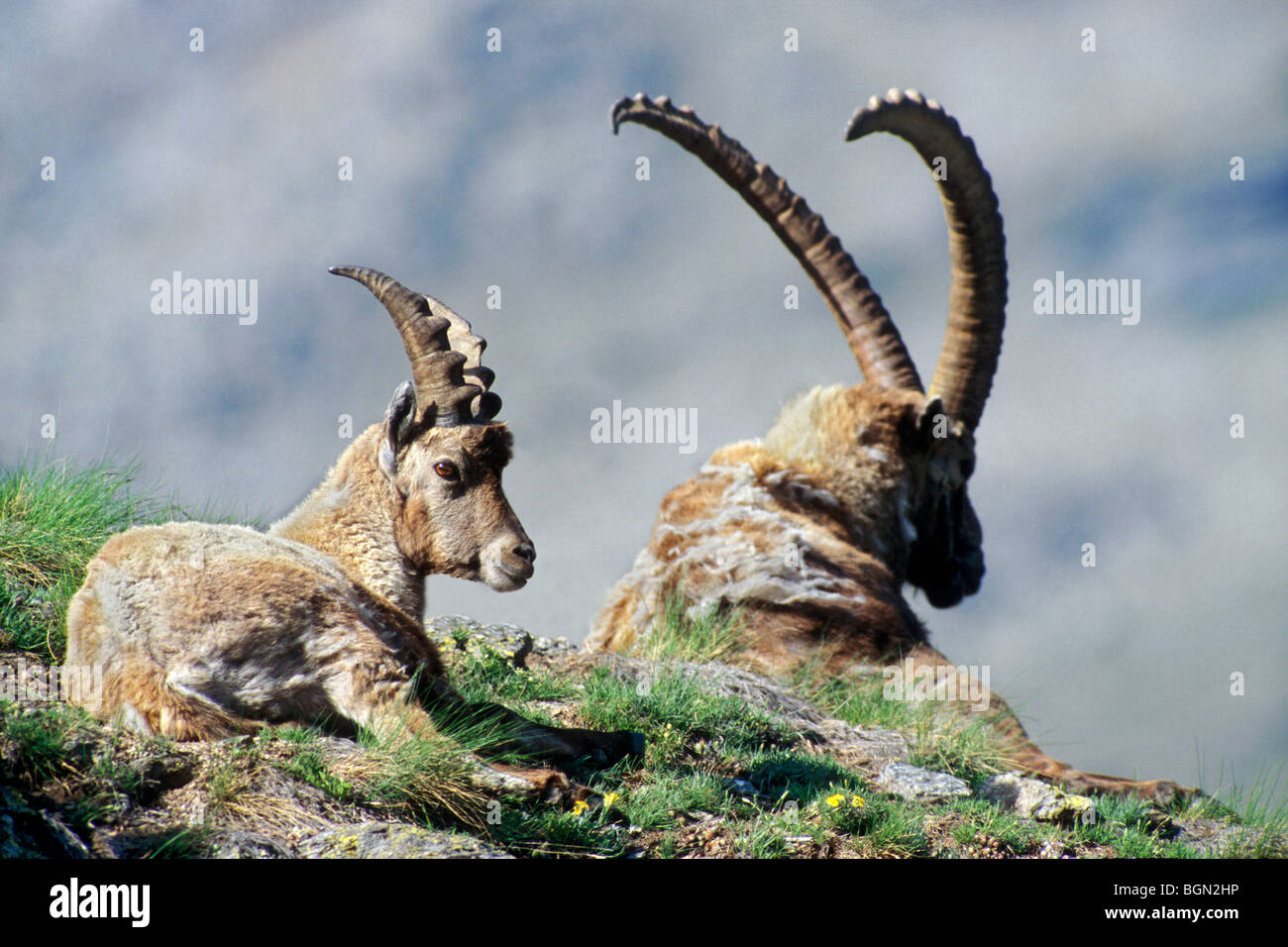 Alpine Ibex resting in the mountains in southern Europe Stock Photo - Alamy