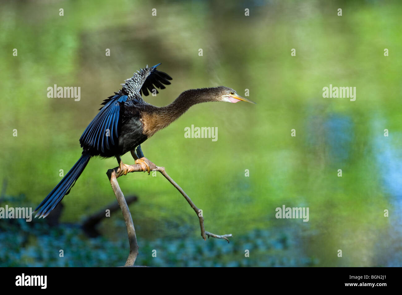 South American darter (Anhinga anhinga) drying wing feathers in wetland ...