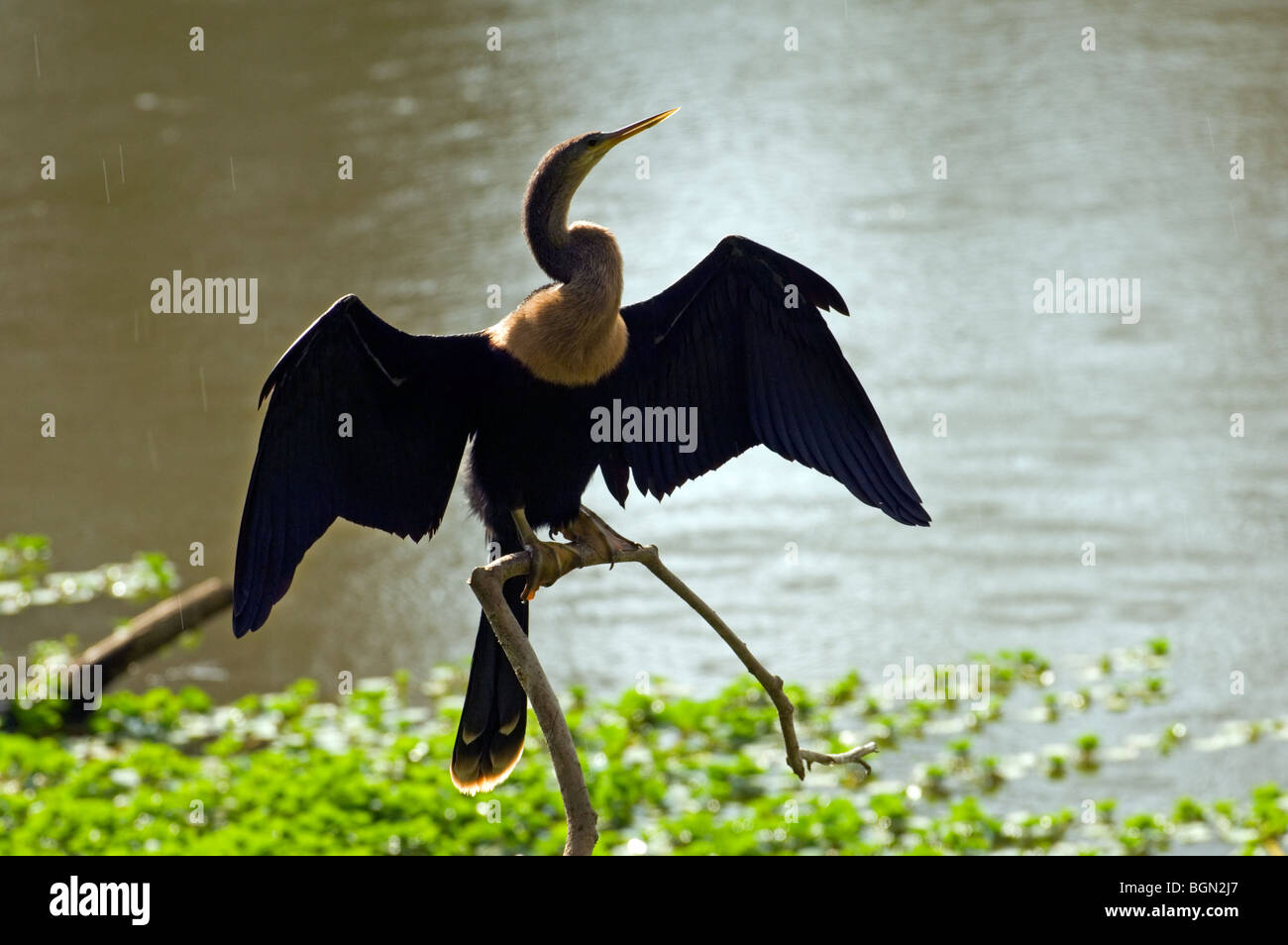 South American darter (Anhinga anhinga) drying wing feathers in wetland ...