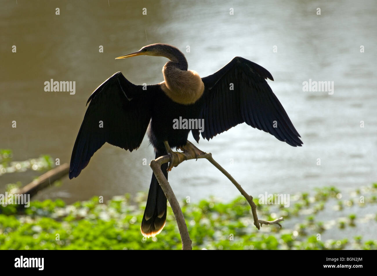 South American darter (Anhinga anhinga) drying wing feathers in wetland ...