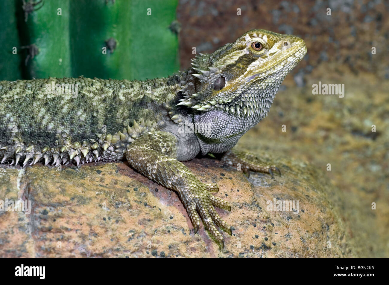 Bearded dragon (Amphibolurus vitticeps), Africa Stock Photo - Alamy