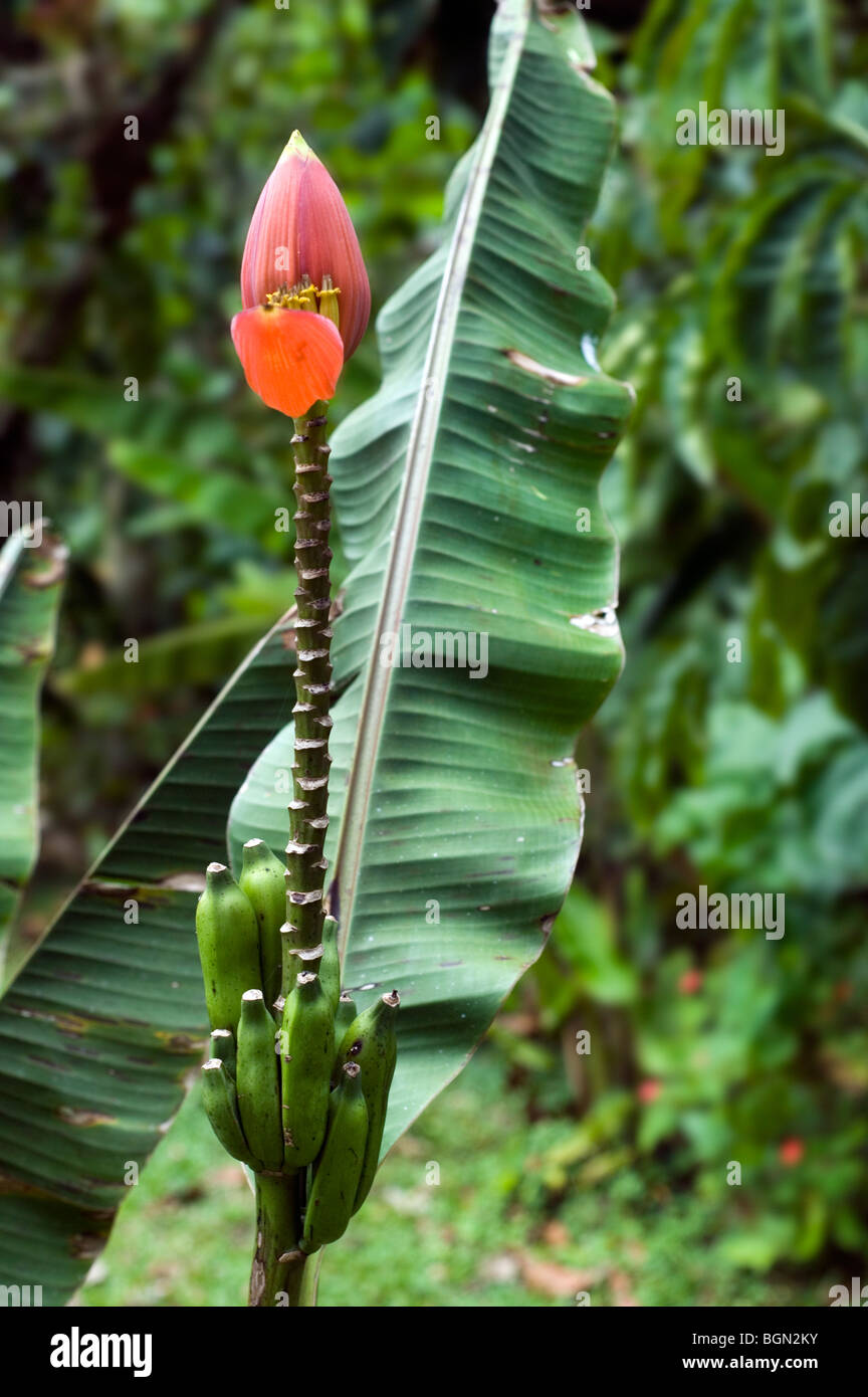 Banana tree Musacea sp. flower and fruit, Costa Rica Stock Photo - Alamy