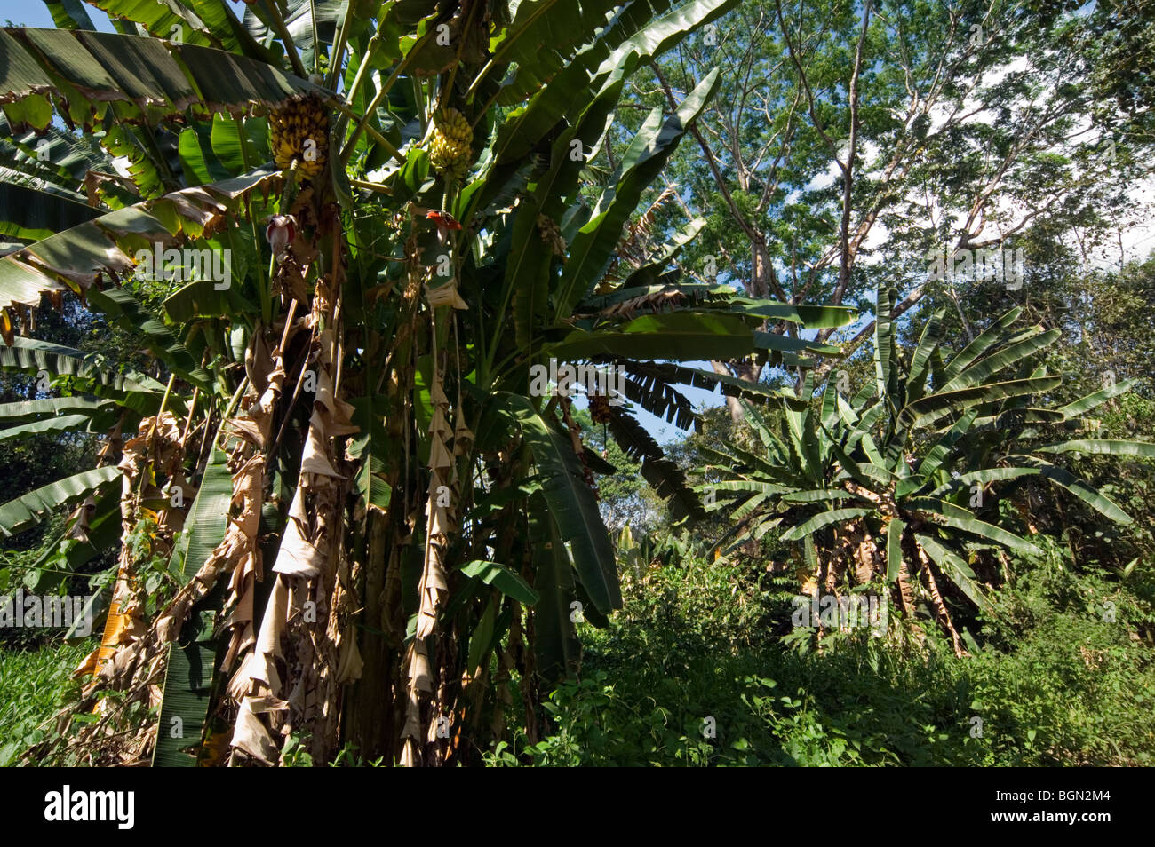 Musacea hi-res stock photography and images - Alamy