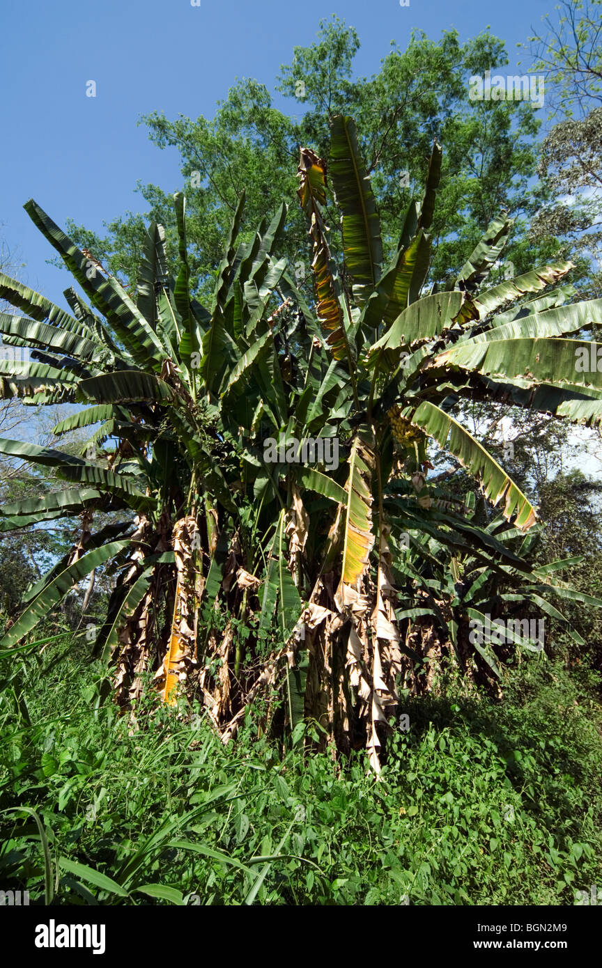 Banana trees (Musacea sp.) in Carara NP, Costa Rica Stock Photo - Alamy