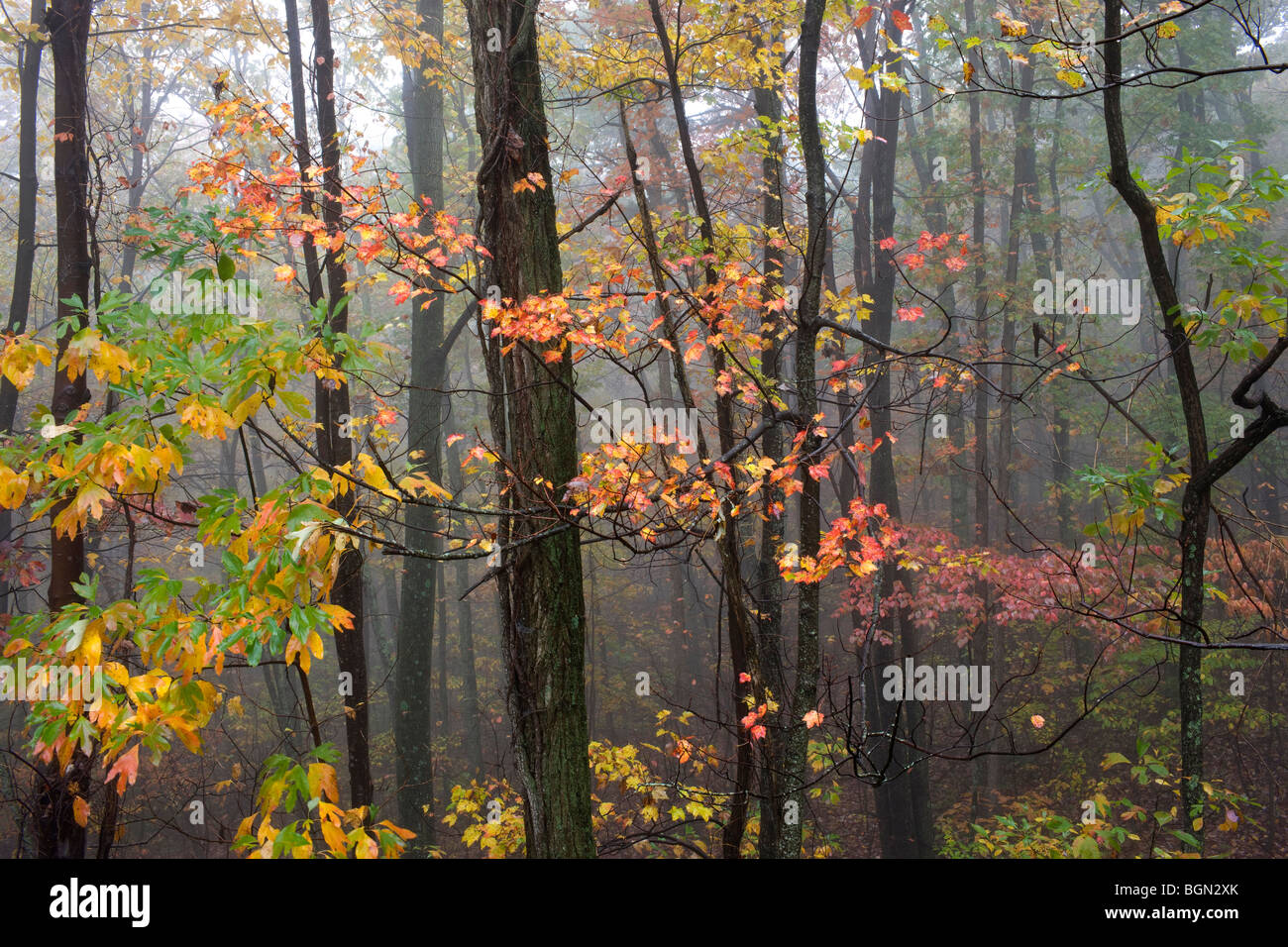 Fall leaves change color on a misty day in Albemarle County, Virginia ...