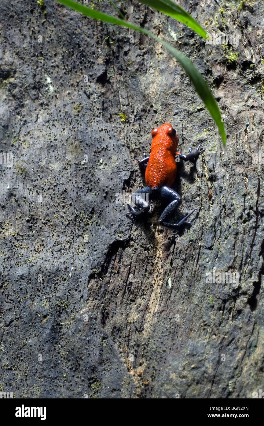 Strawberry poison frog / strawberry poison-dart frog (Oophaga pumilio ...