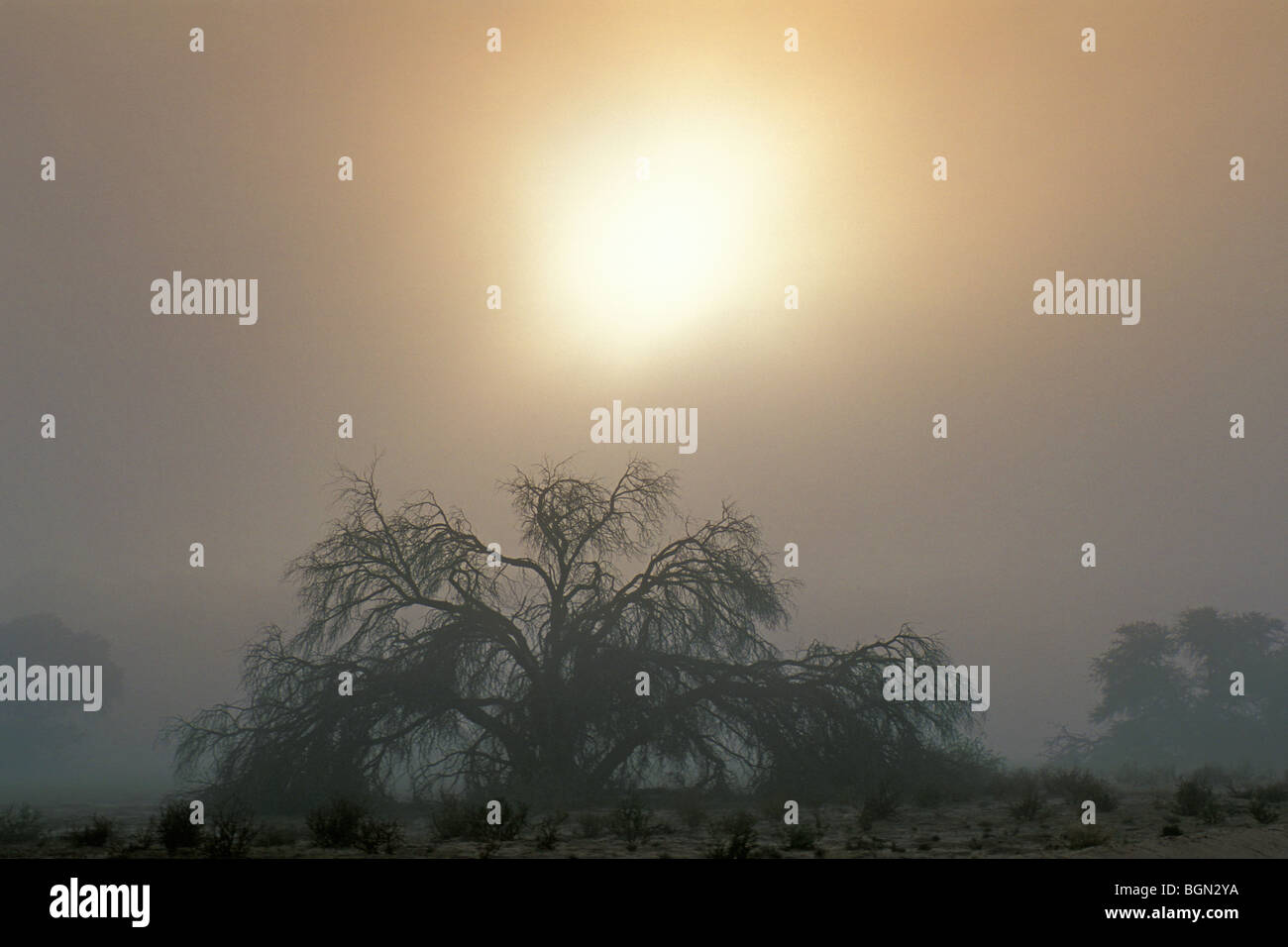 Silhouetted dead camelthorn tree during sandstorm in the Kalahari ...