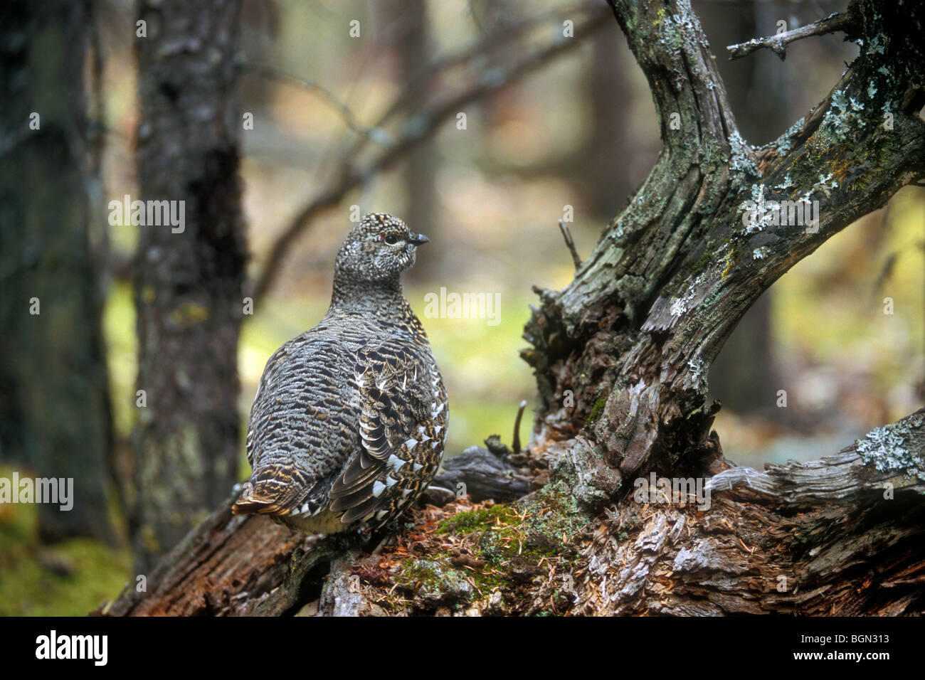 Spruce grouse (Falcipennis canadensis / Dendragapus canadensis) in ...
