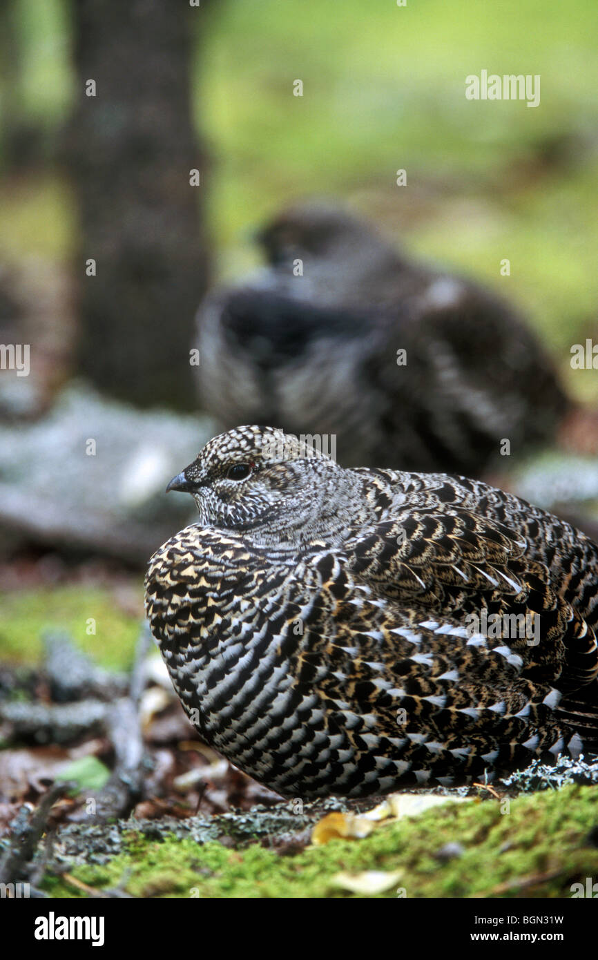 Spruce grouse (Falcipennis canadensis / Dendragapus canadensis) in ...