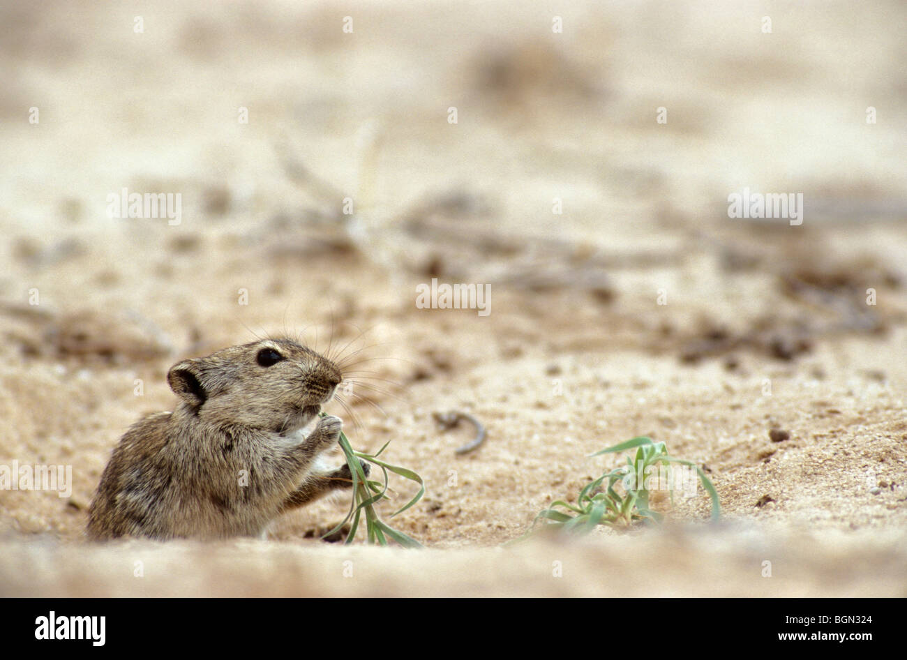 Desert rat hi-res stock photography and images - Alamy