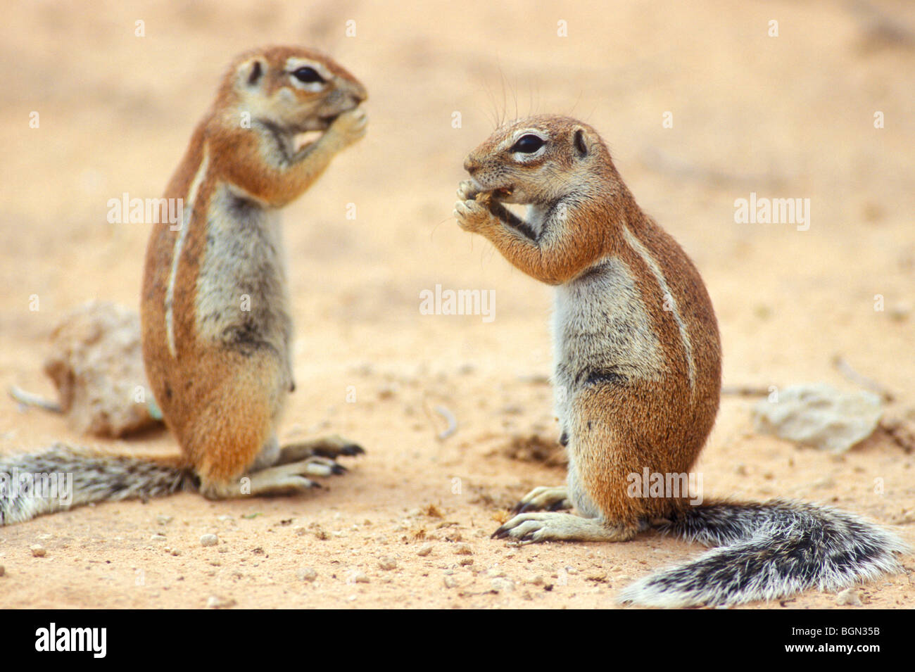 Cape ground squirrels (Xerus inauris) in the Kalahari desert, Kgalagadi ...