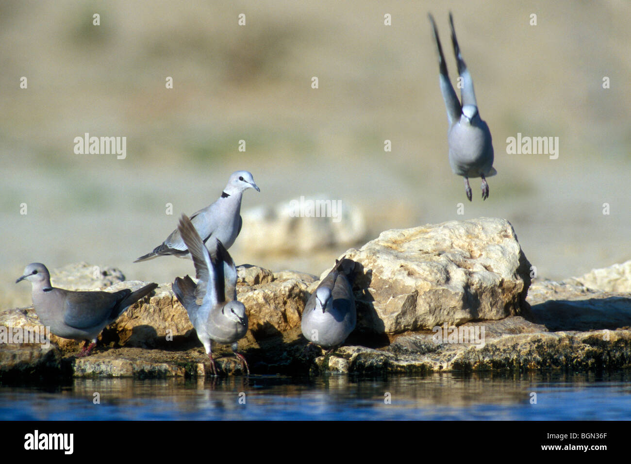 Cape turtle doves hi-res stock photography and images - Alamy