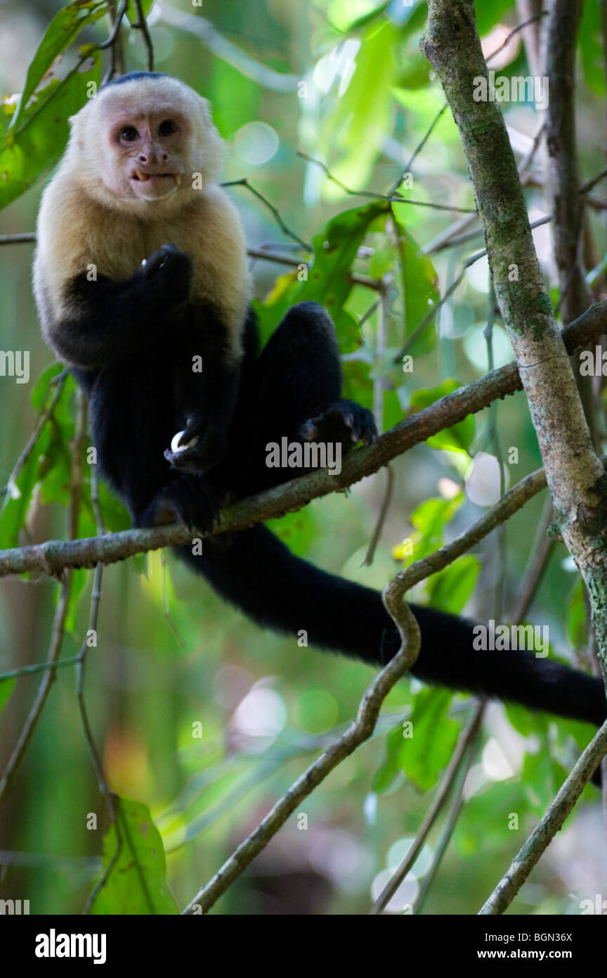 White-throated / White-faced capuchin (Cebus capucinus) eating in tree ...