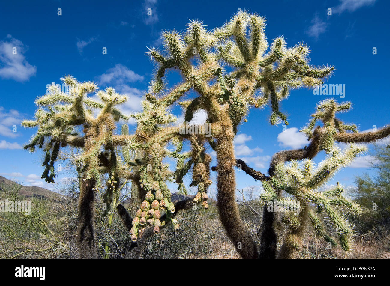 Chain Fruit Cholla