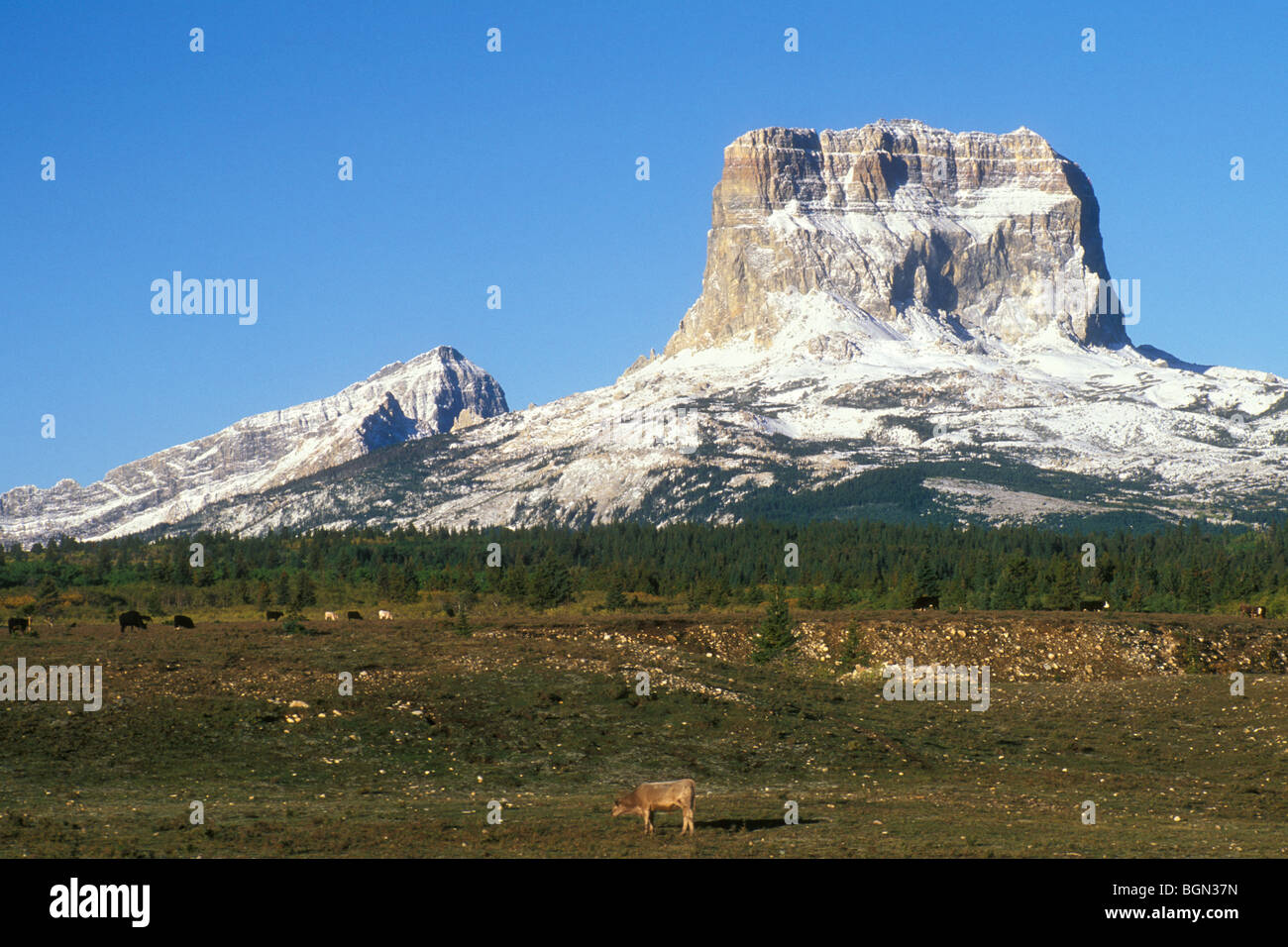 Chief mountain glacier national park hi-res stock photography and ...