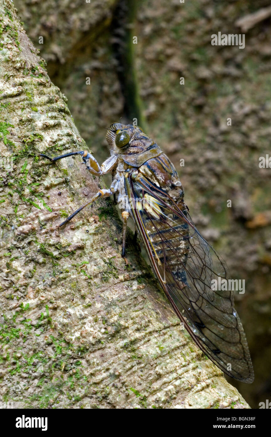 Cicada (Cicada sp.) on fig tree in rainforest, Carara National Park ...