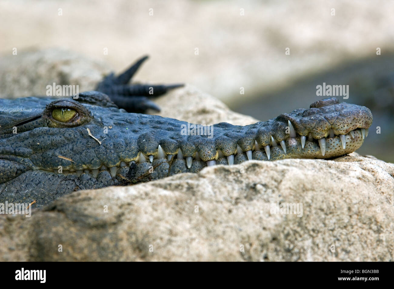 American crocodile (Crocodylus acutus) close up showing large snout and ...