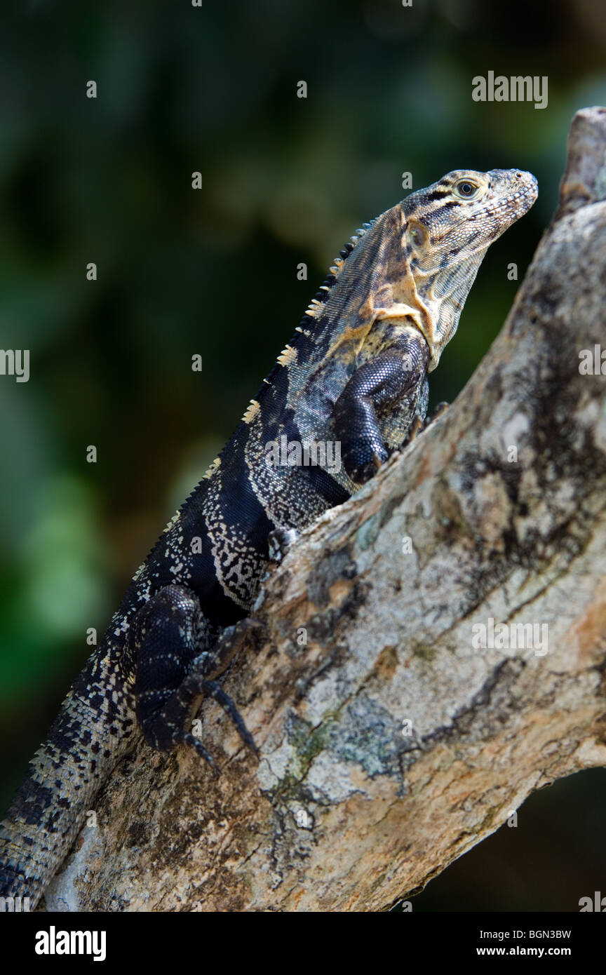Black ctenosaur / black spiny-tailed iguana (Ctenosaura similis) in ...