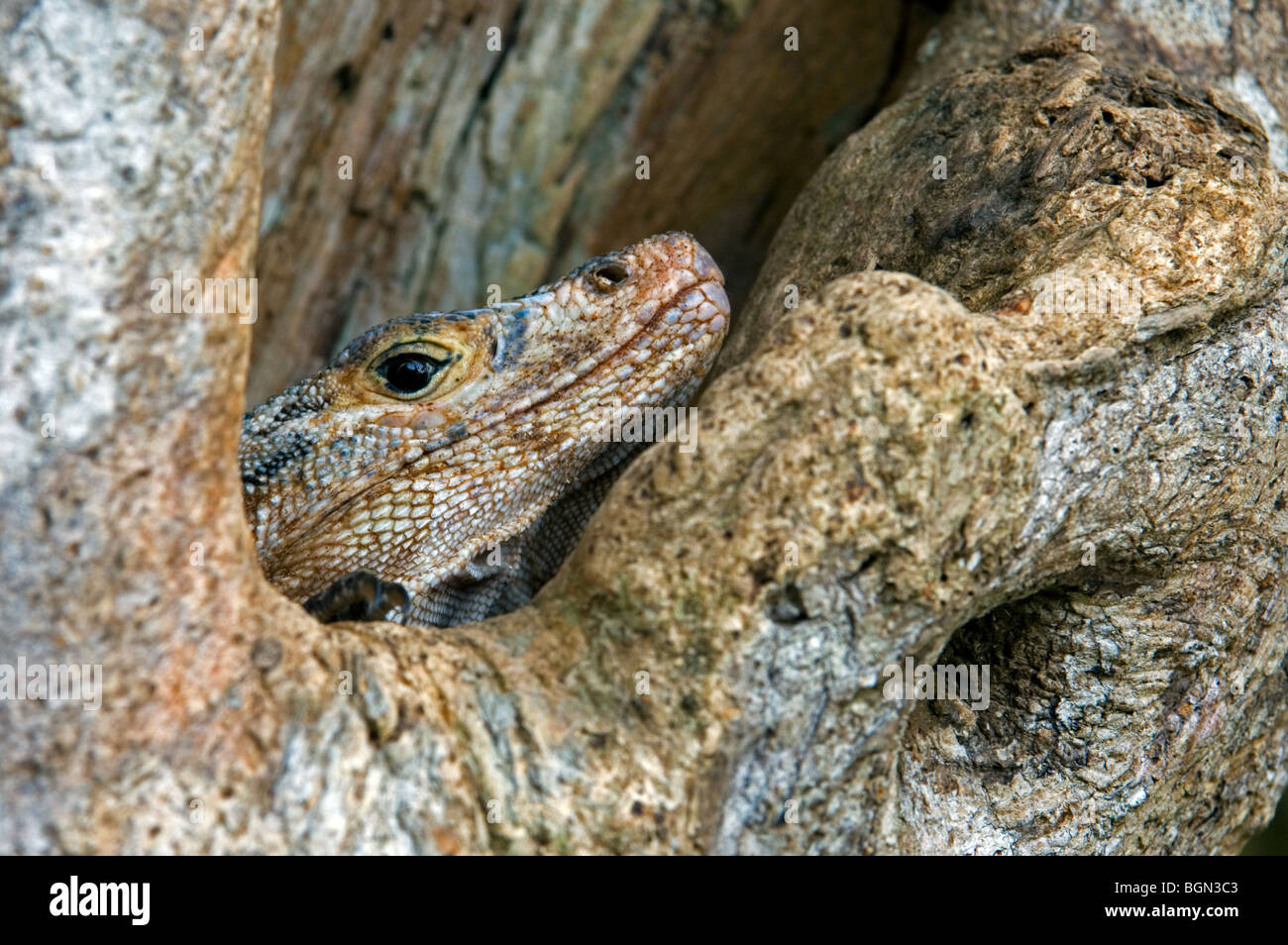 Black ctenosaur / black spiny-tailed iguana (Ctenosaura similis) in ...