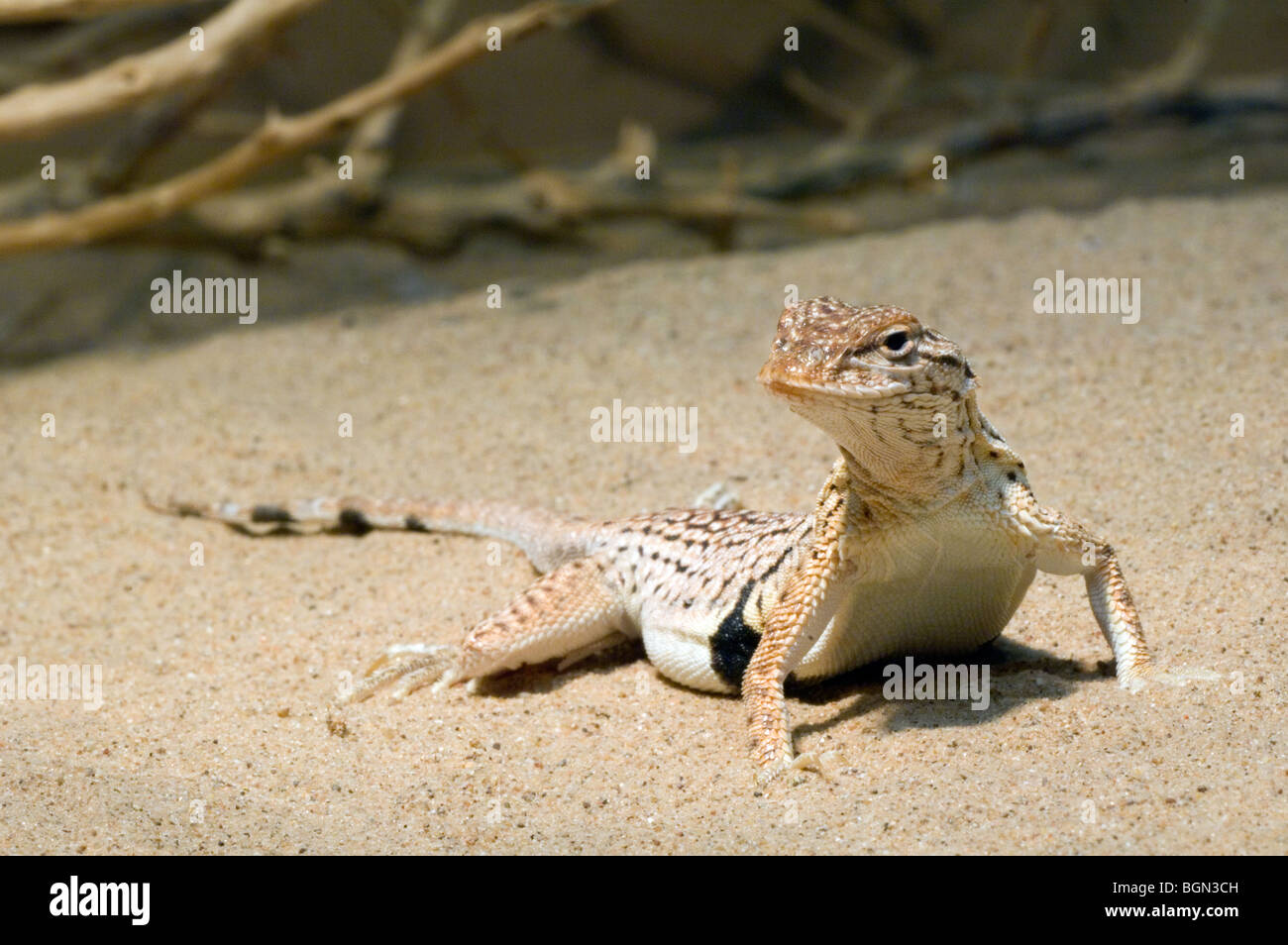 Sonoran fringe-toed lizard / Yuman Desert Fringe-toed lizard (Uma ...