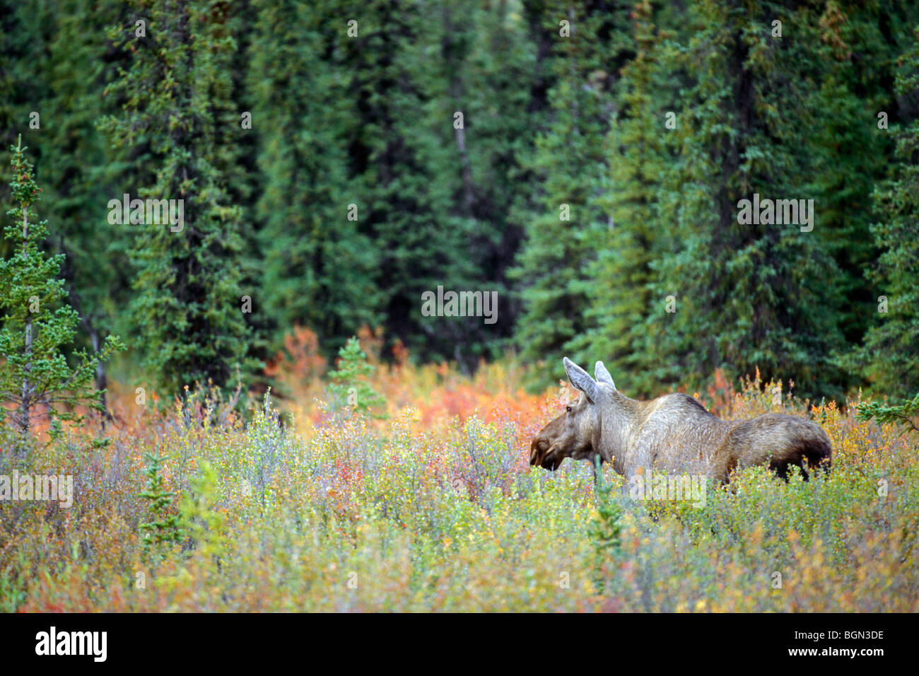 North american taiga hi-res stock photography and images - Alamy