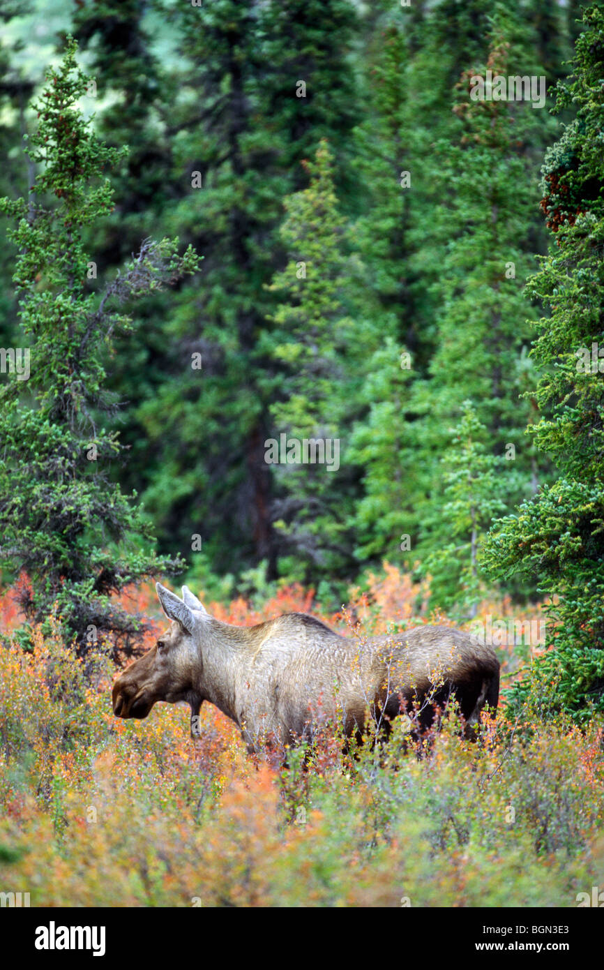 Female moose cow (Alces alces) in the taiga in the fall, Denali ...