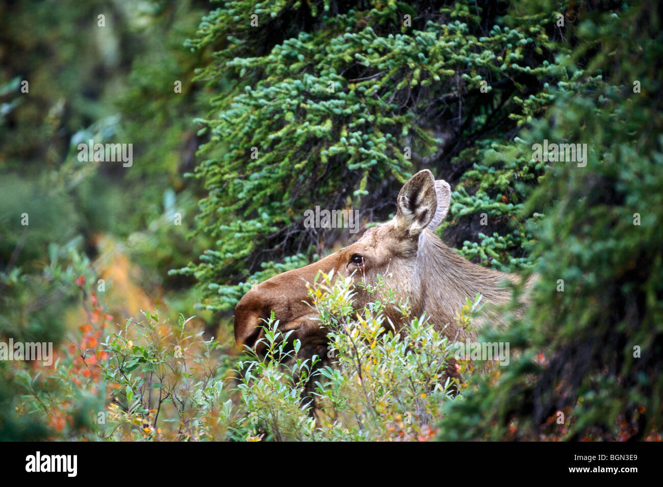 Female moose cow (Alces alces) in the taiga in the fall, Denali ...