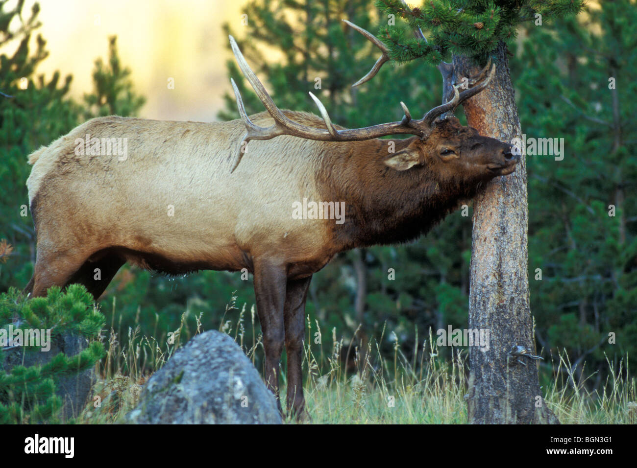 Yelowstone national park hi-res stock photography and images - Alamy