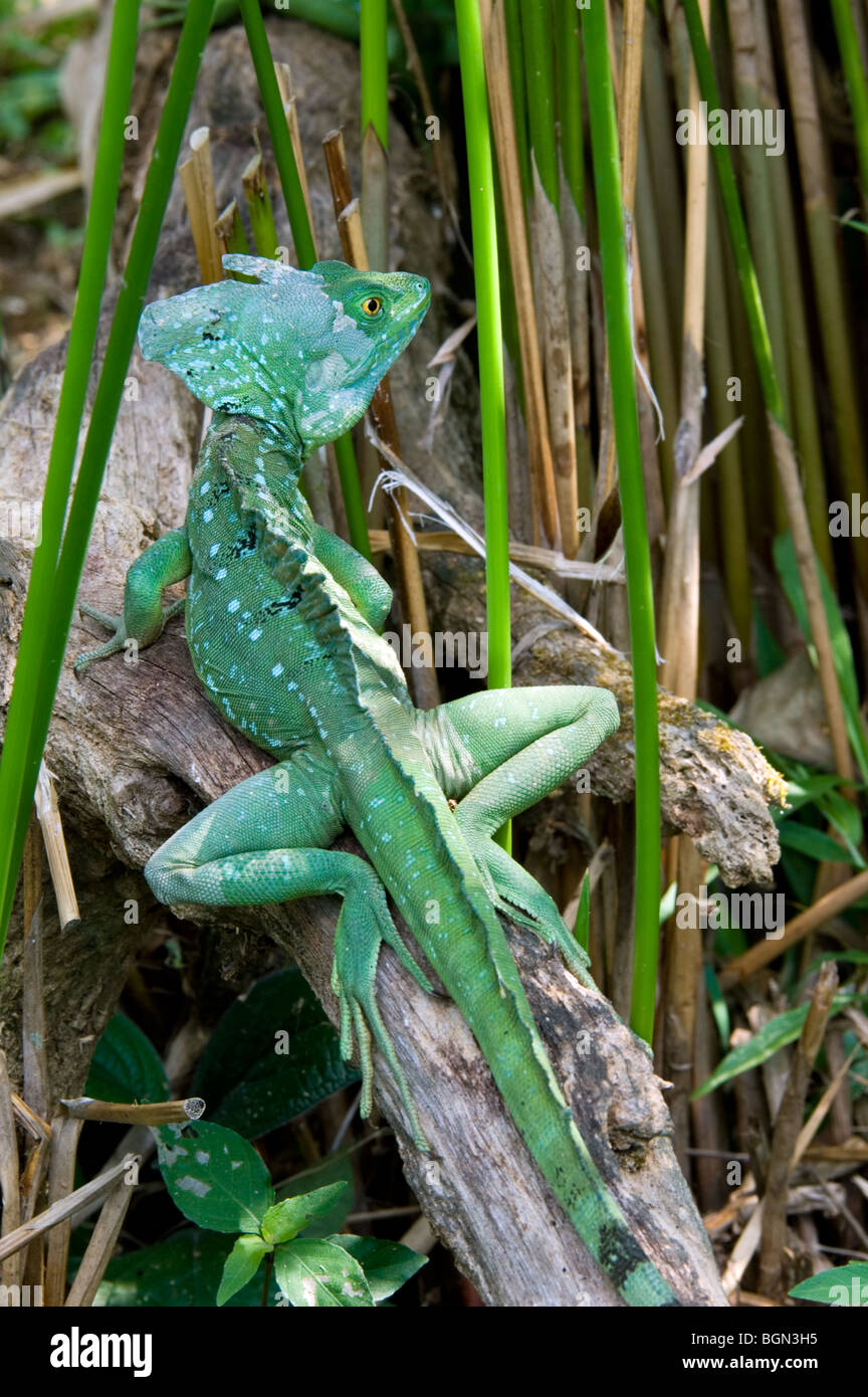 Emerald or Green crested basilisk (Basiliscus plumifrons) shedding skin ...