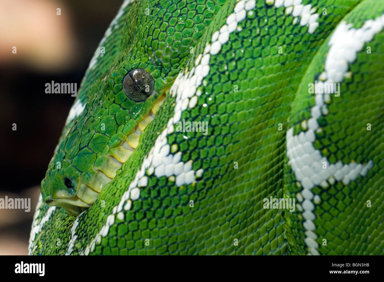 Close up of curled up Emerald tree boa (Corallus caninus) in Amazon ...