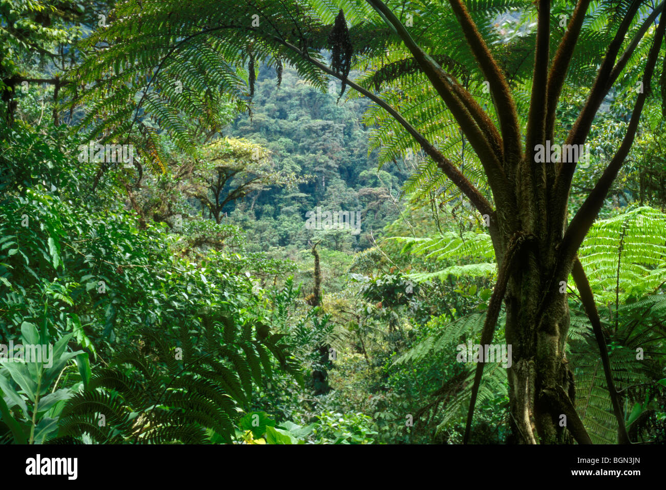 Giant tree fern (Cyatheaceae) in cloud forest, Tapanti NP, Costa Rica ...