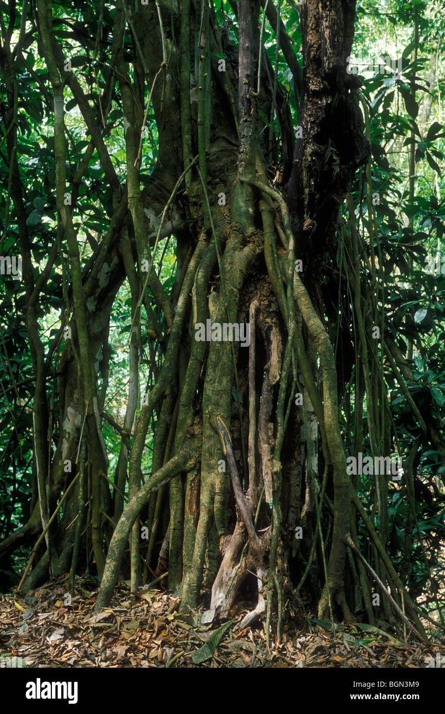 Aerial roots of the strangler fig (Ficus sp.), Carara National Park ...