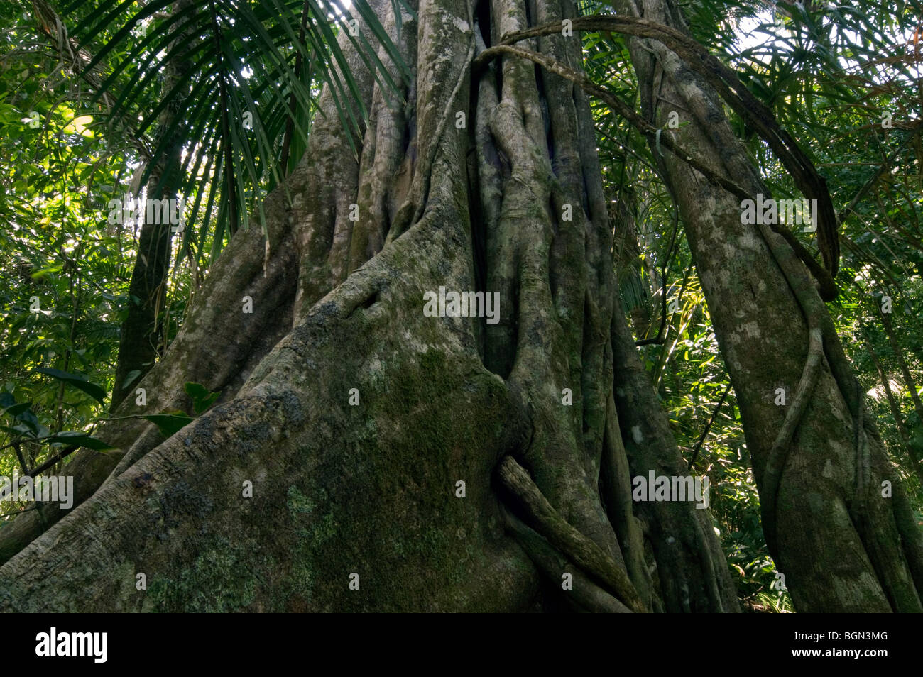 Buttress roots of ficus tree (Ficus sp.) in rain forest, Manuel Antonio ...
