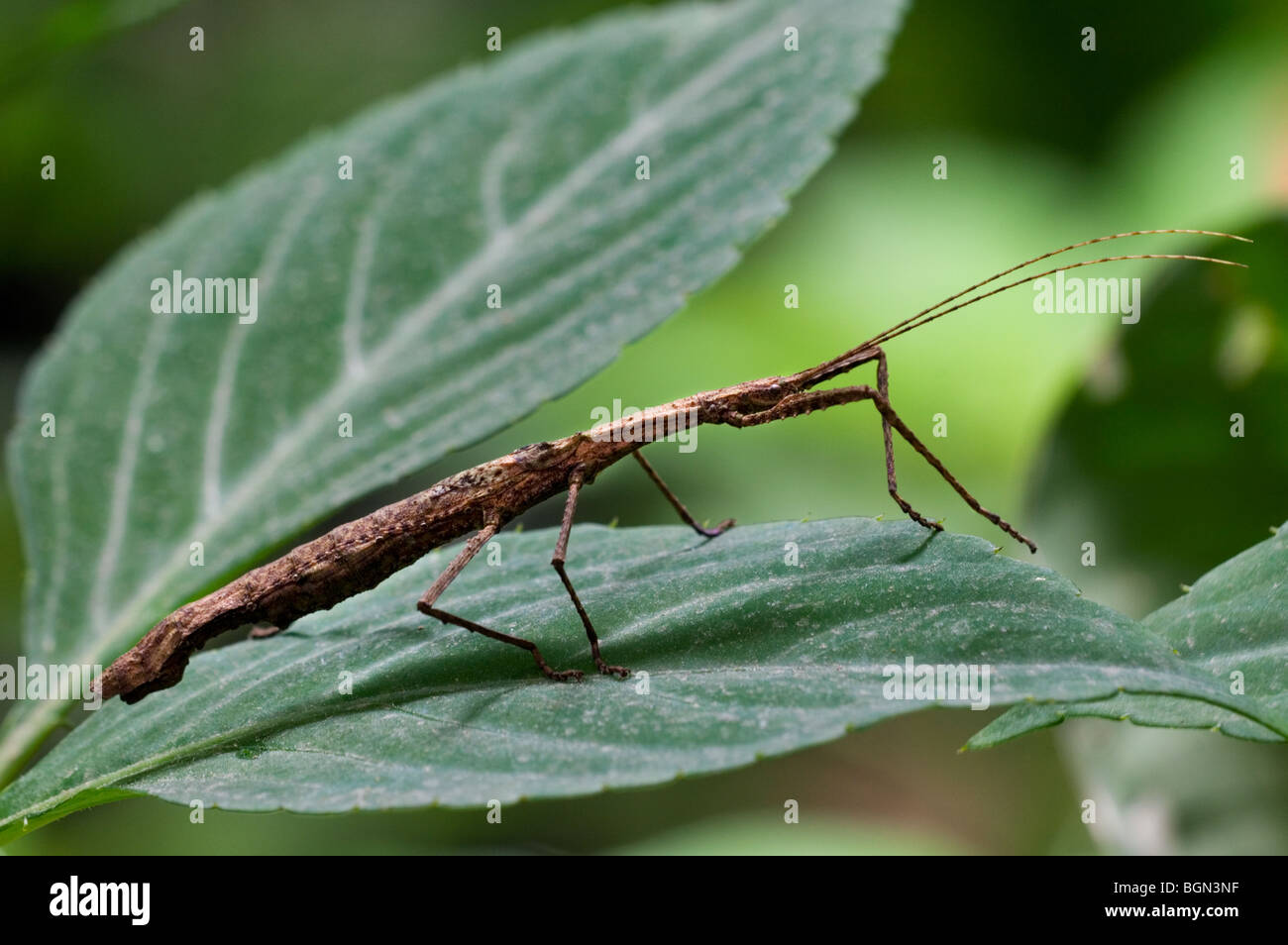 Flying stick hi-res stock photography and images - Alamy