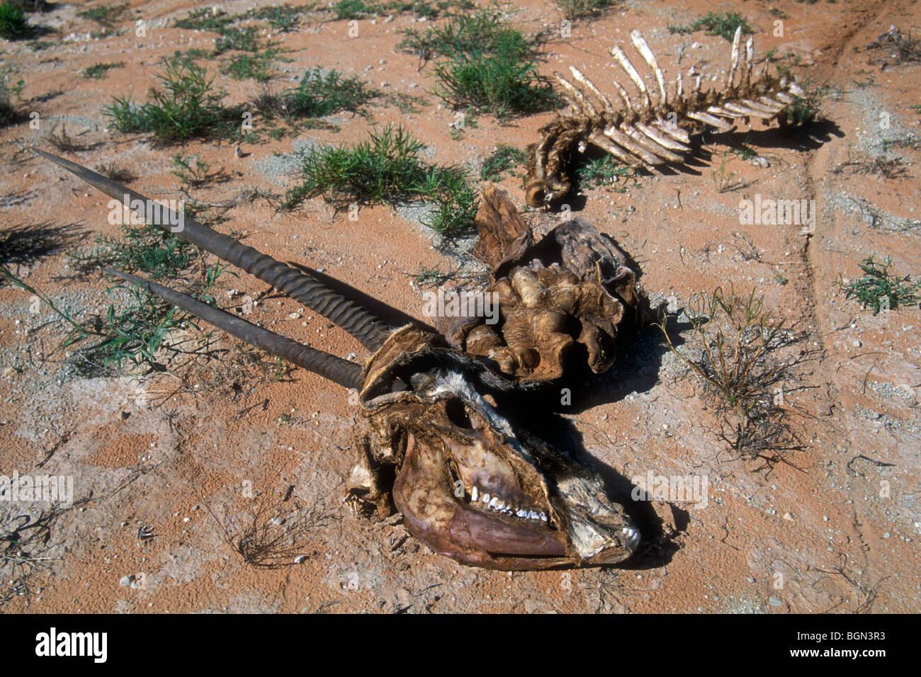 Dead animals drought africa hi-res stock photography and images - Alamy