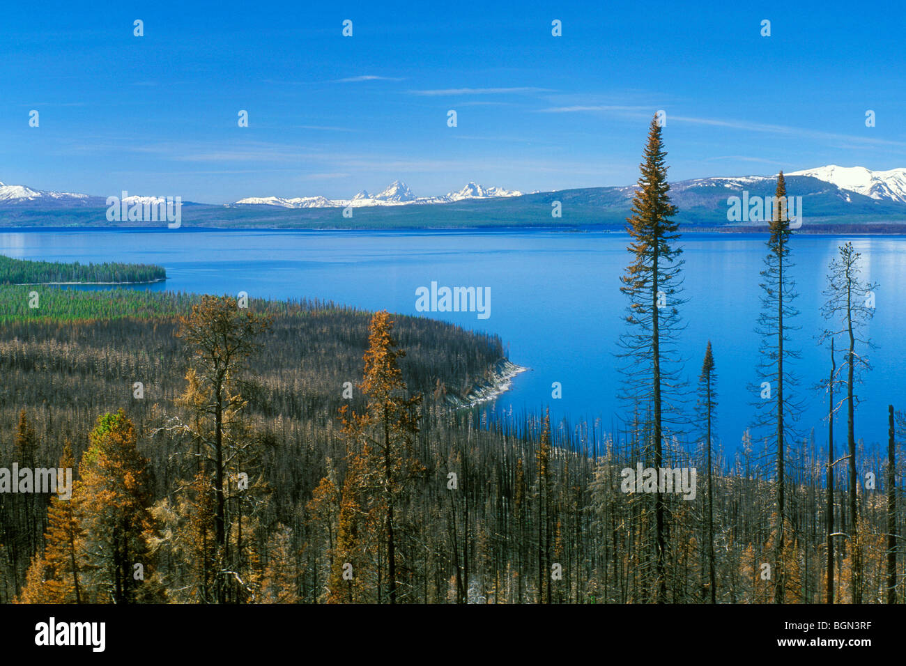 Burned forest along Yellowstone Lake, Yellowstone NP, USA Stock Photo ...