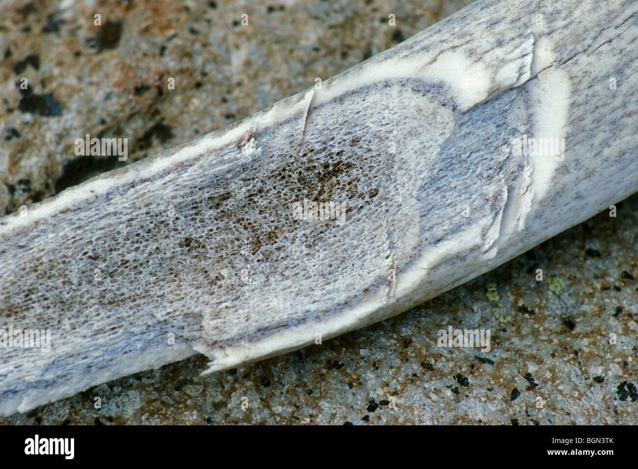 Cross-section of elk antler (Cervus elaphus), Yellowtone NP, USA Stock ...
