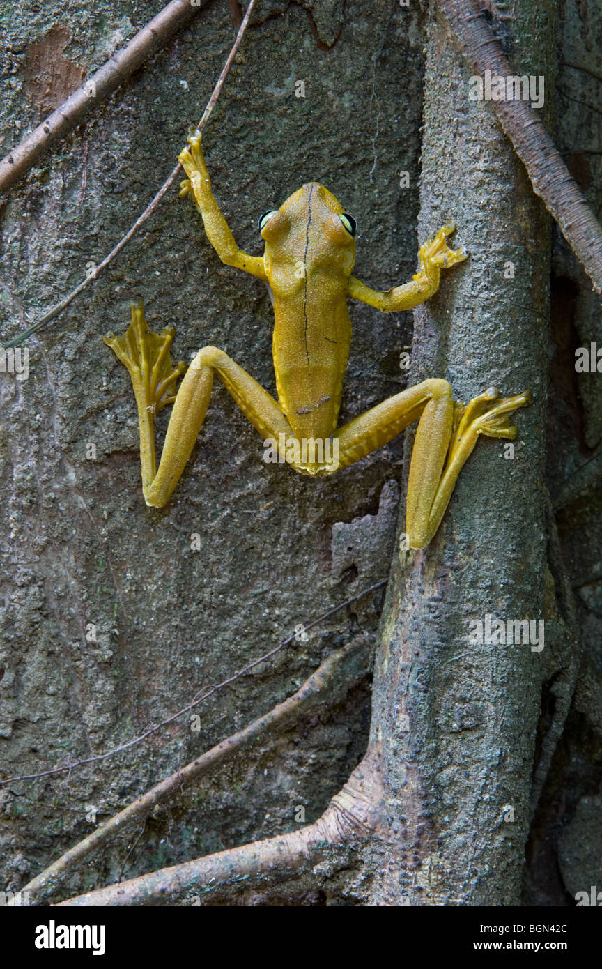 Rosenberg's gladiator frog (Hyla rosenbergi) climbing tree, Carara ...