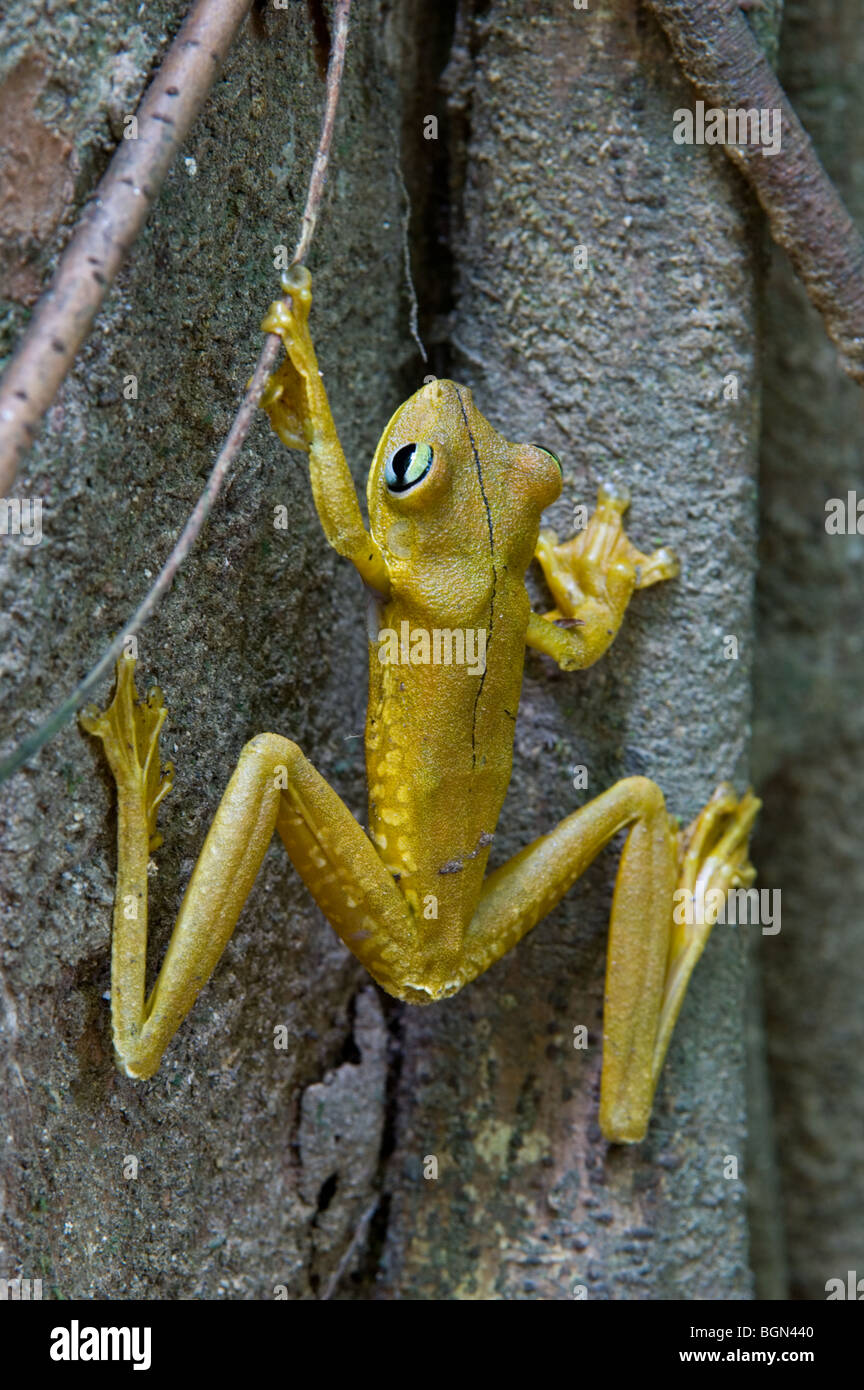 Rosenberg's gladiator frog (Hyla rosenbergi) climbing tree, Carara ...