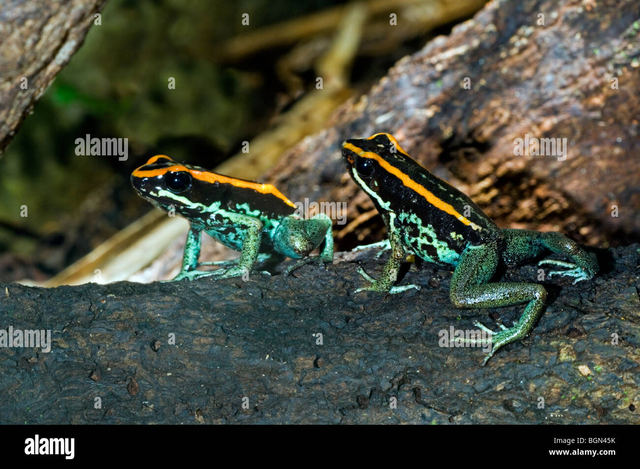 Golfo dulcean poison dart frogs (Phyllobates vittatus) in rain forest ...