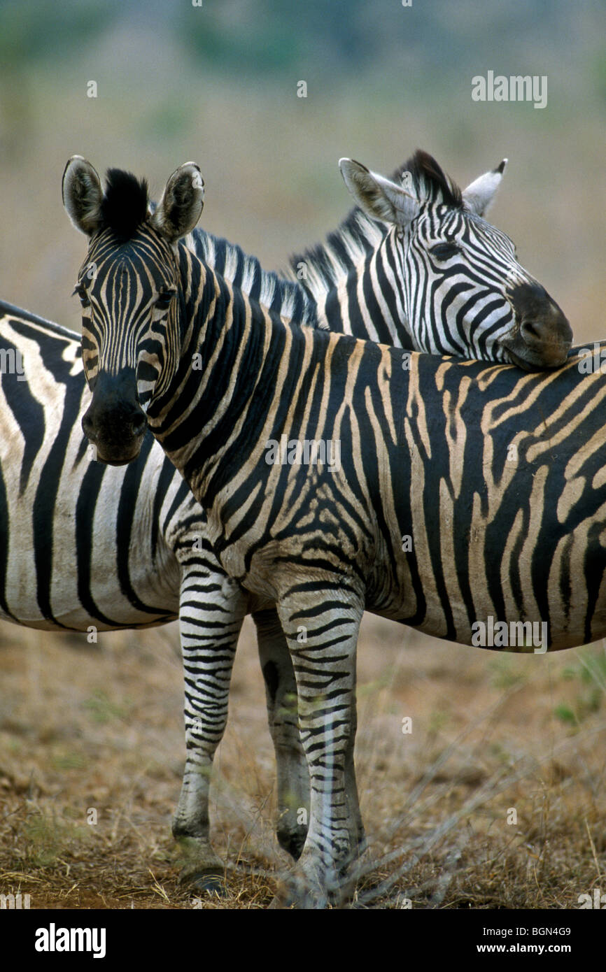 Grooming zebras hi-res stock photography and images - Alamy