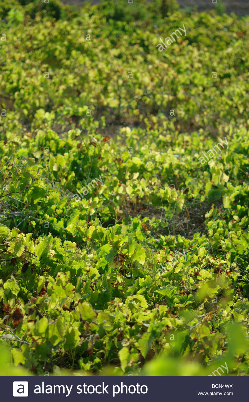 Farming Greek Stock Photos & Farming Greek Stock Images - Alamy